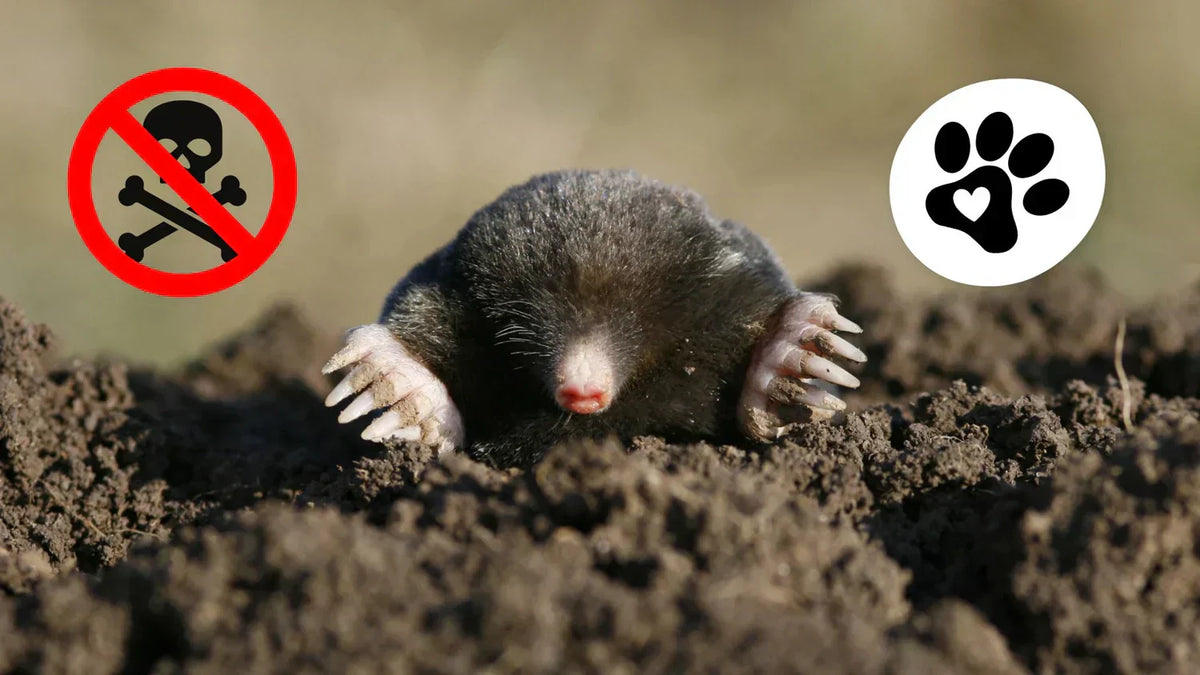 dirt mole